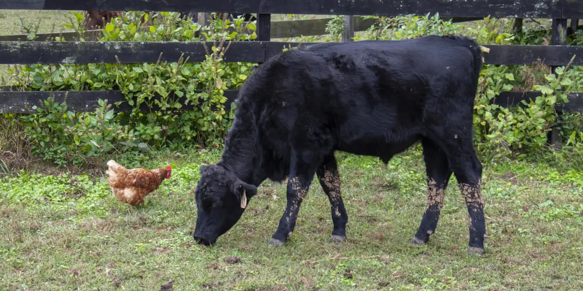 Phase out factory farms for healthier food - Surmountable